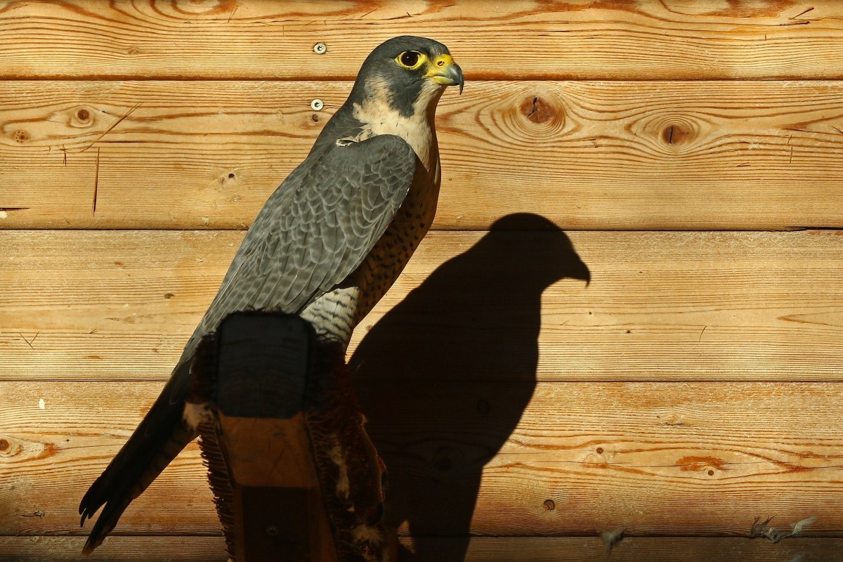 you are the cure – a falcon…for no reason